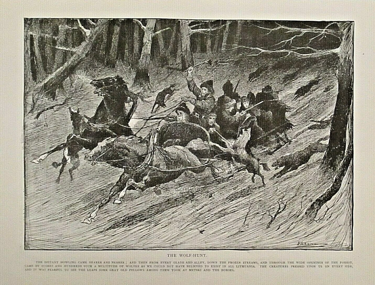 Wolf Pack Hunting Drawings