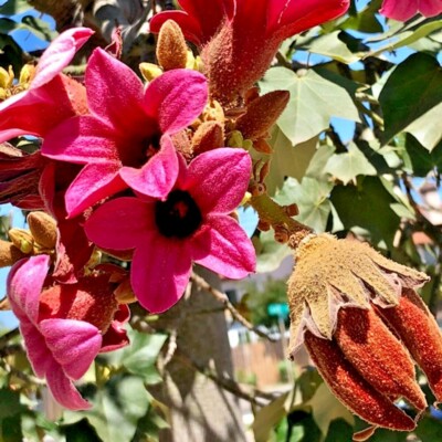 5 x NATIVE PINK KURRAJONG SEEDS-BRACHYCHITON-FLOWERS-BUSH TUCKER FRUIT ...