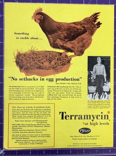 ANTIBIOTIC CHICKEN FEED POULTRYMAN NO SETBACKS IN EGG PRODUCTION 1954 ...