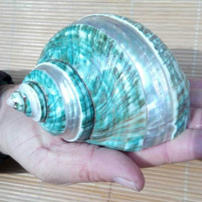 Natural Green Turban Shell Conch Coral Sea Snail Home Ornament Fish ...