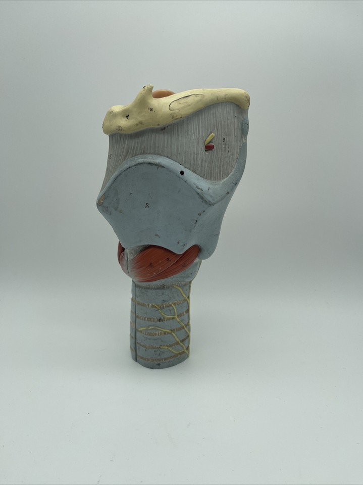 Somso GS7 Larynx Anatomical Model Incomplete | eBay