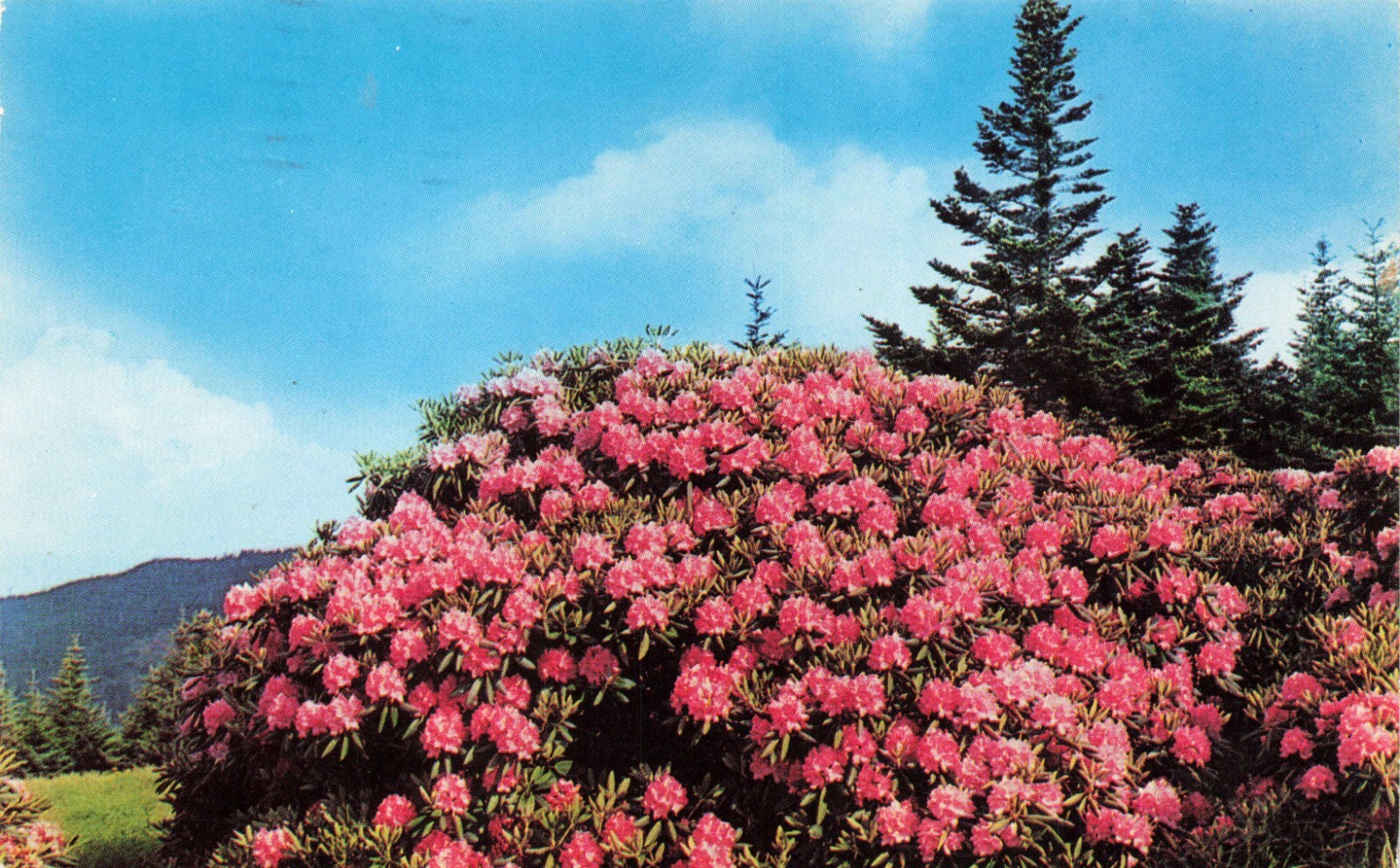 Postcard WV West Virginia State Flower Rhododendron 1967 Appalachian ...