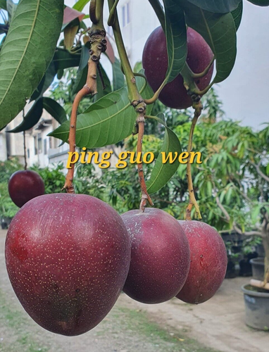 Grafteds Mango Ping Guo Wen Fruit tree Plant Quicky Bear Fruit (Best ...
