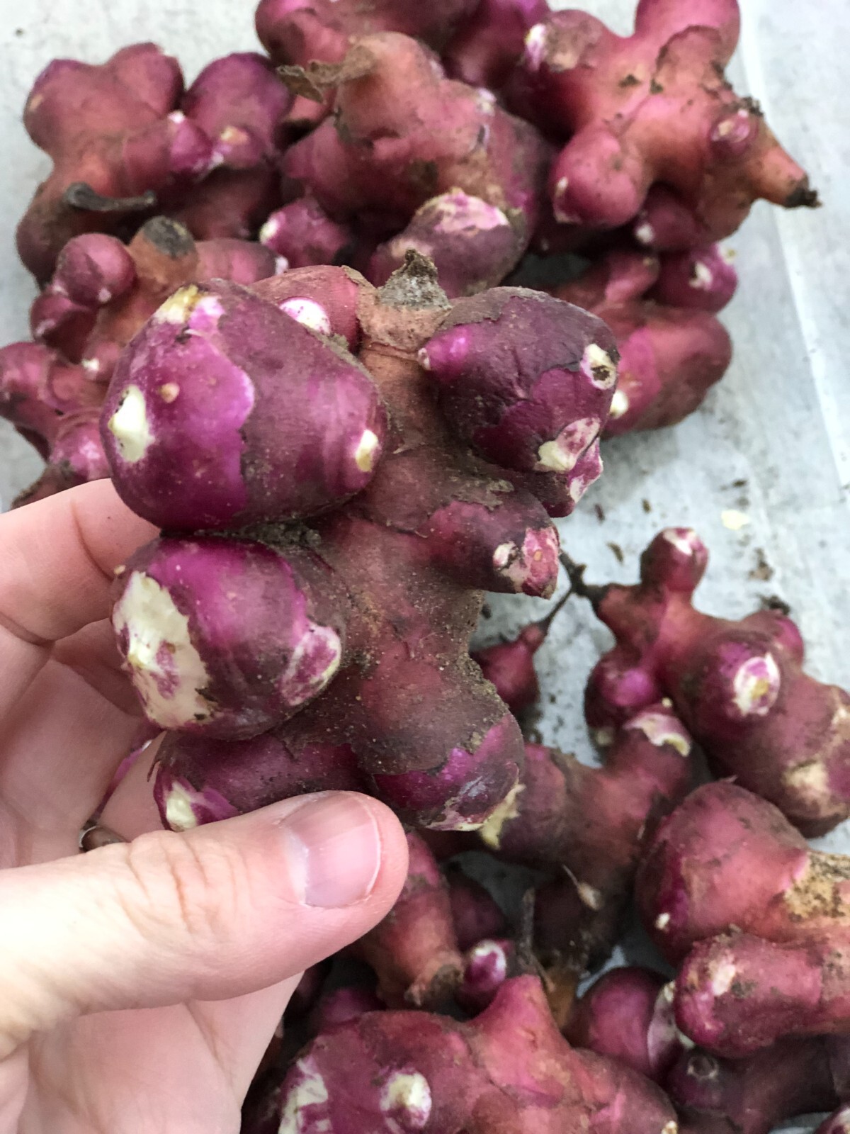 Red Rover Organic Sunchoke / Jerusalem Artichoke - Helianthus tuberosus ...
