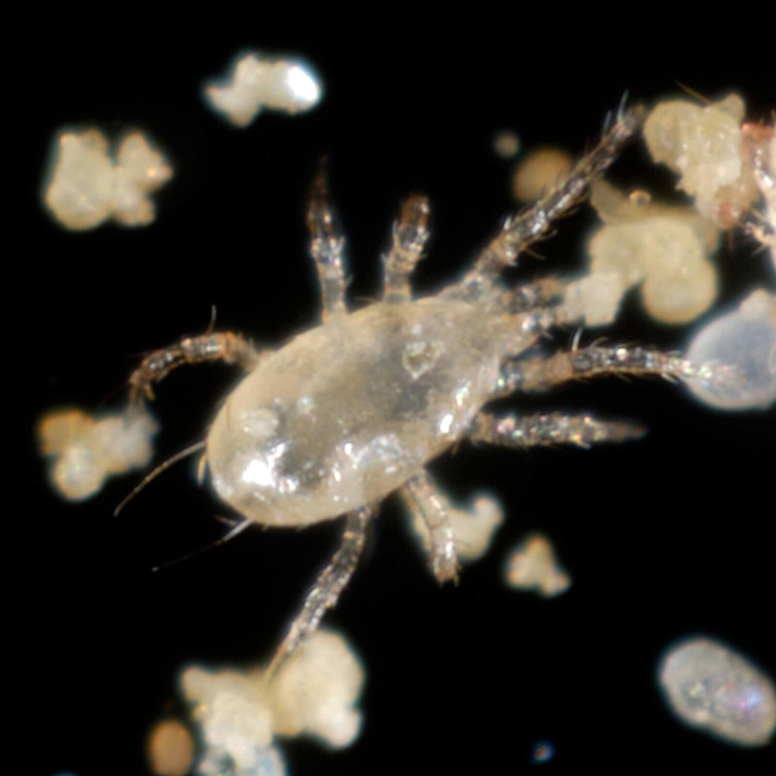 Slow Release Sachets - Amblyseius andersoni - Predatory Spider Mite ...