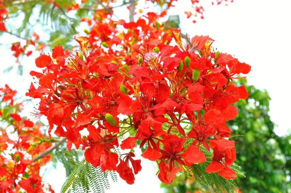 Labeled Flamboyant Flower