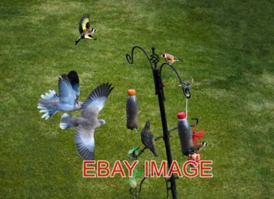 PHOTO BIRDS ON GARDEN FEEDER - GOLDFINCHES DOVES STARLINGS | eBay UK