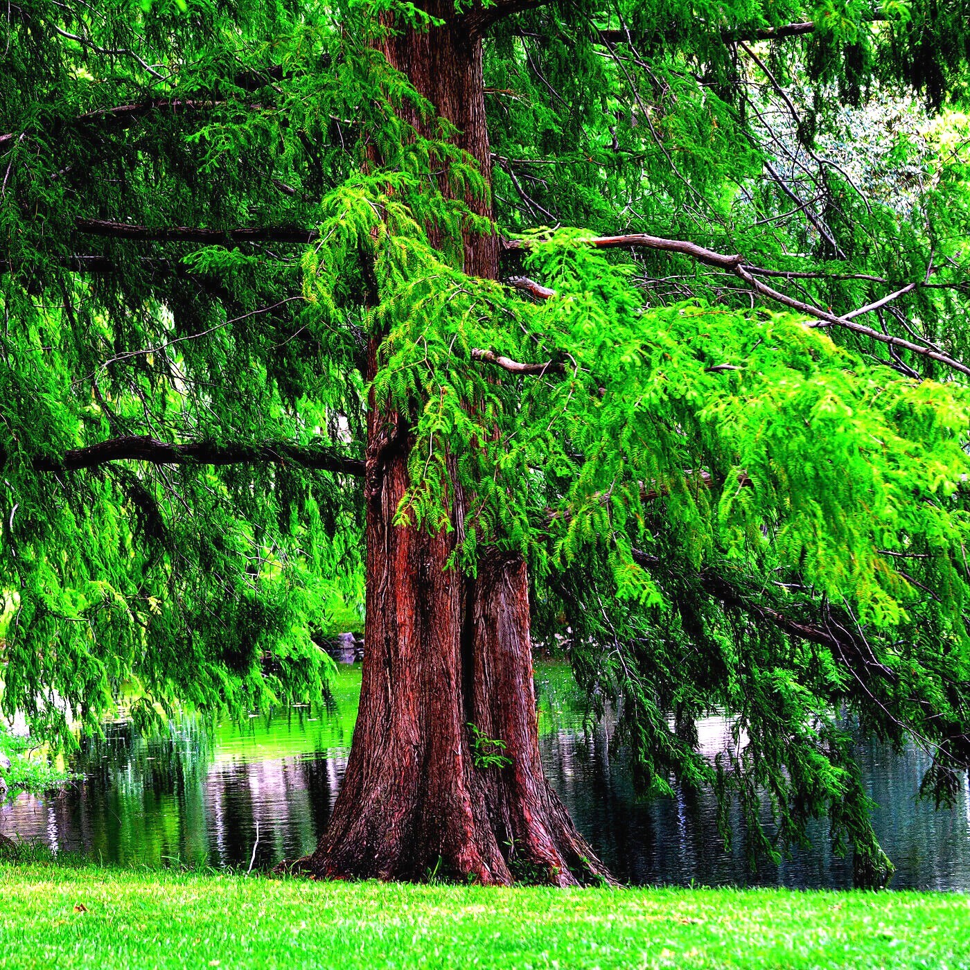 Dawn Redwood Tree Seeds (Metasequoia glyptostroboides) Fast Hardy ...