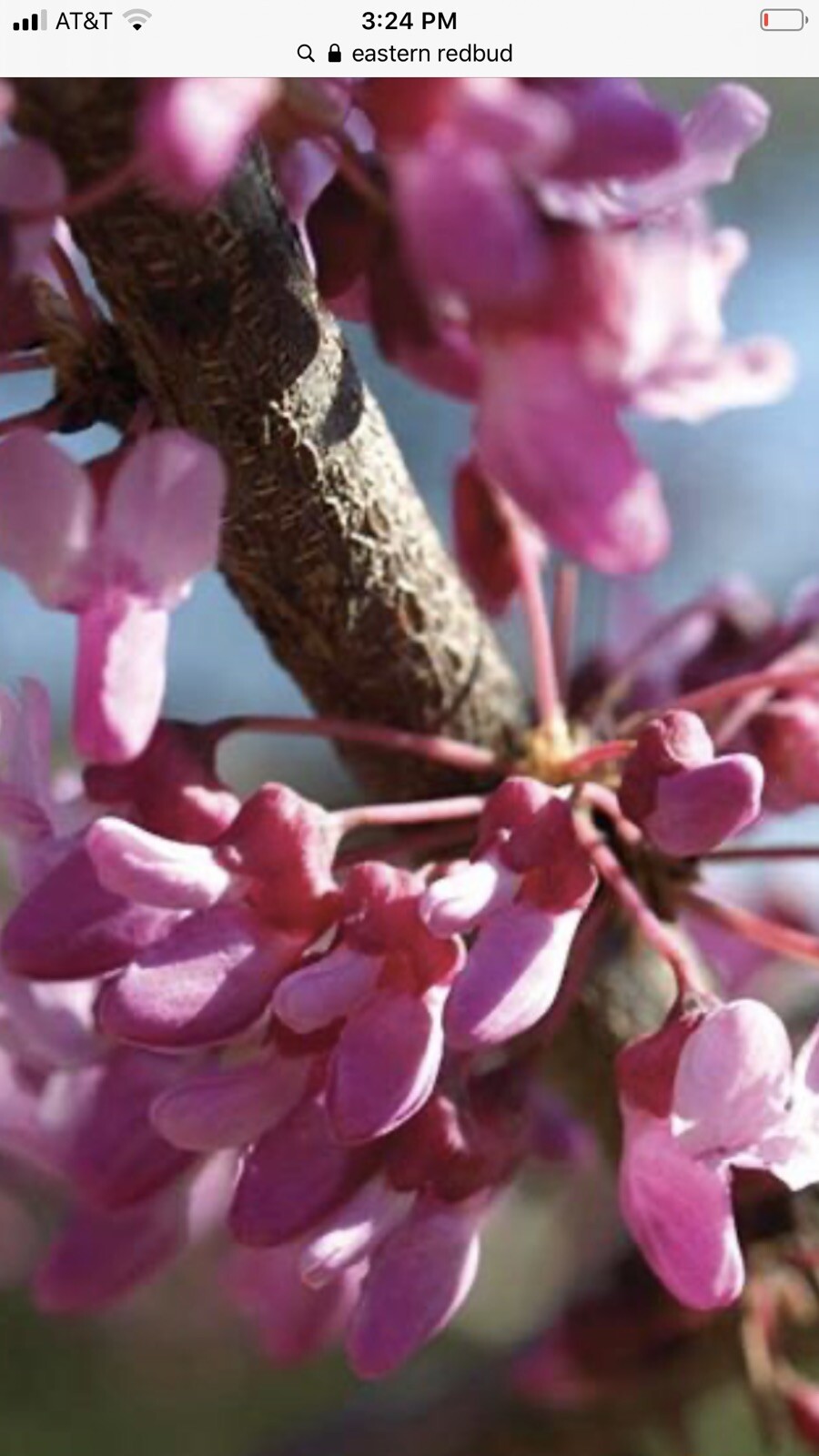 Eastern Redbud Tree Seeds 50 Count Per Pack Harvest 2019 | eBay