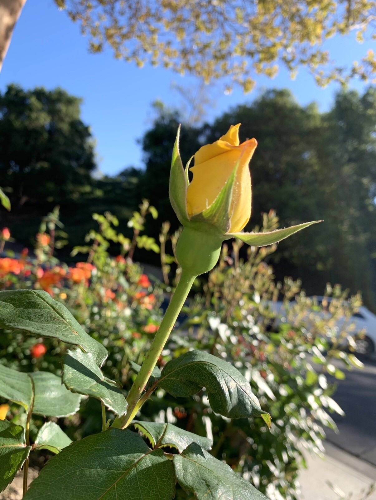 Radiant Perfume Rose, Fragrant Large Yellow Rose - 5 unrooted stems for ...