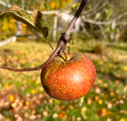 Grindstone / American Pippin Apple Fruit Tree Scion x3 | eBay