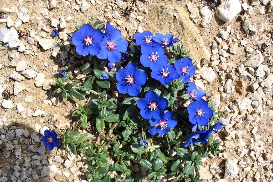 100 BLUE & SCARLET PIMPERNEL Anagallis Monellii Anagallis Arvensis ...