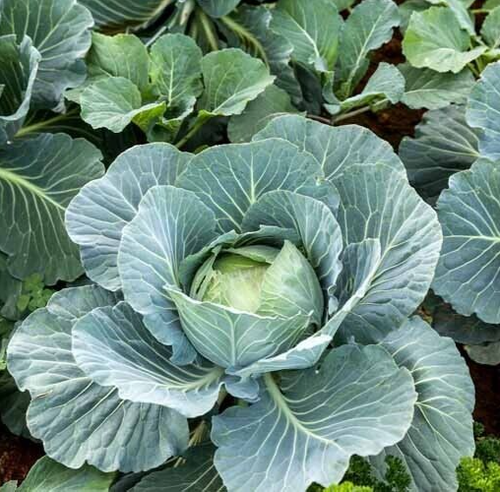 2 grams First-Rate Early Round Dutch Cabbage Seeds-A 34 Approximately ...