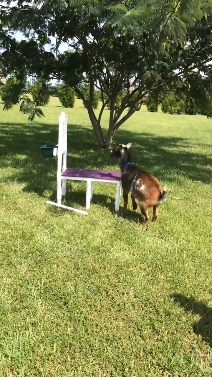 Goat Milking Stand Nigerian Dwarf Pygmy Hoof Trim Stanchion Weighs Only ...