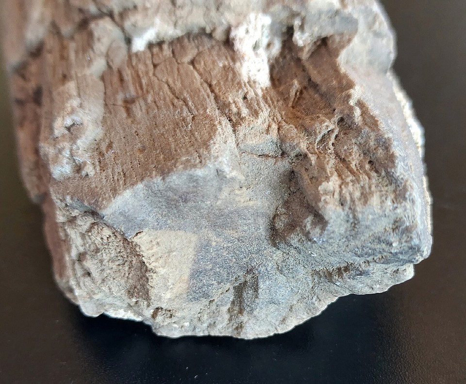 Petrified Wood Very Heavy Nice Definition | eBay