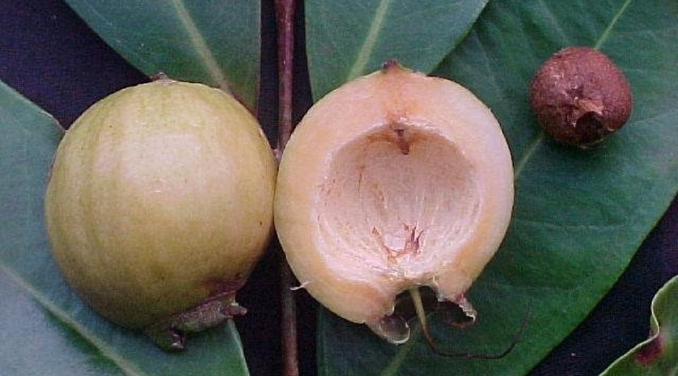 ~POMA ROSA~ SACRED FRUIT TREE Syzygium Jambos ROSE APPLE Live Medium ...