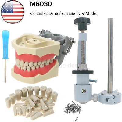US Dental Columbia Dentoform 860 Type Typodont Model With 32Pcs ...