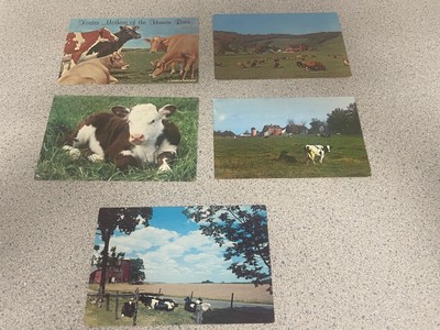 Cow Postcard Lot of 5 | eBay