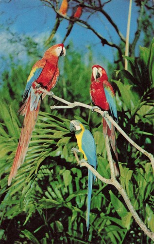 Miami FL Florida, Colorful Macaws at Parrot Jungle, Vintage Postcard | eBay