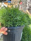 Japanese Grass Plants | eBay