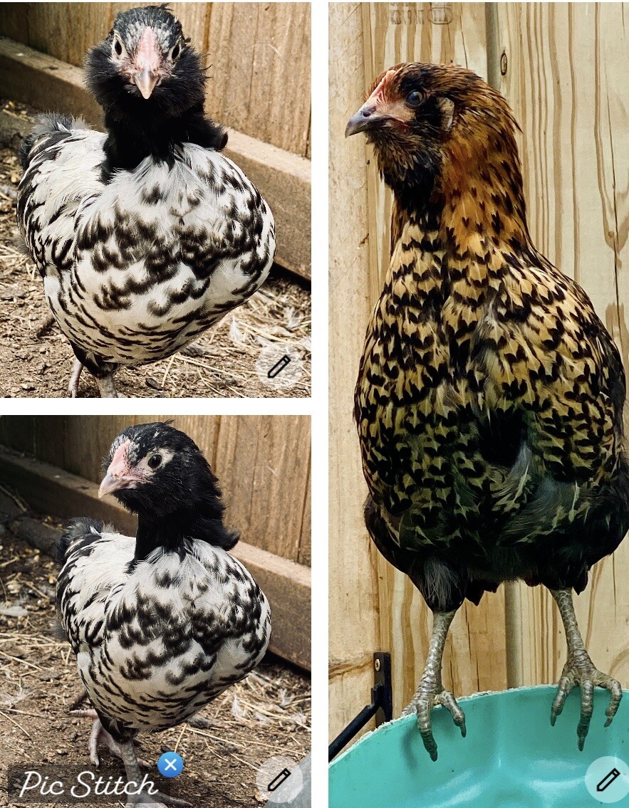 12 BYM Chicken Hatching Eggs Ameraucana Orpington Wyandotte Maran ...