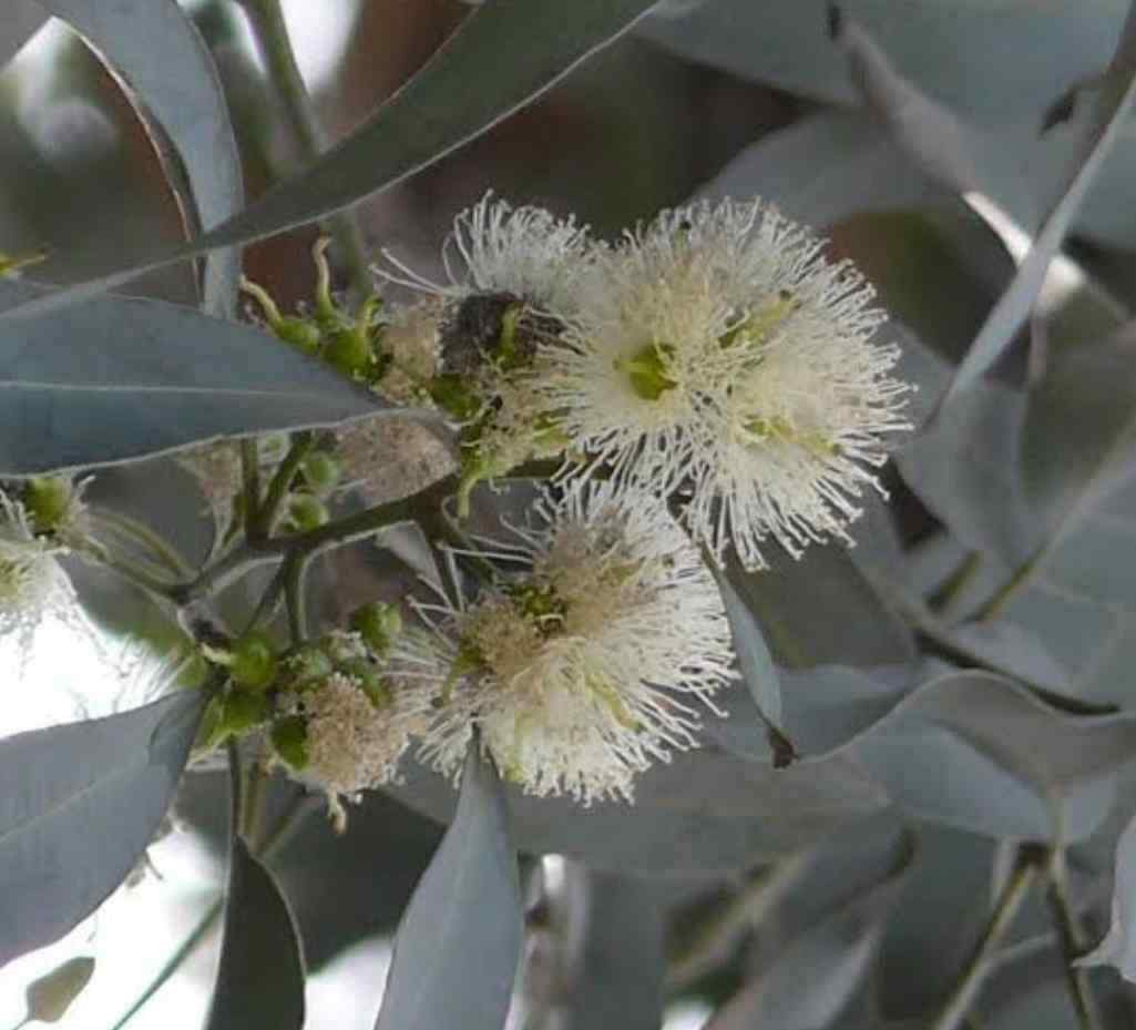50+ FOREST RED GUM TREE SEEDS (Eucalyptus tereticornis) Native Low ...