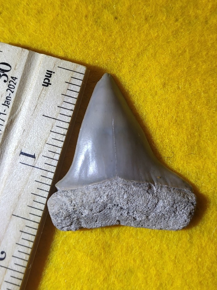 1.5" Fossil Shark Tooth Carcharodon hastalis Bone Valley Formation ...