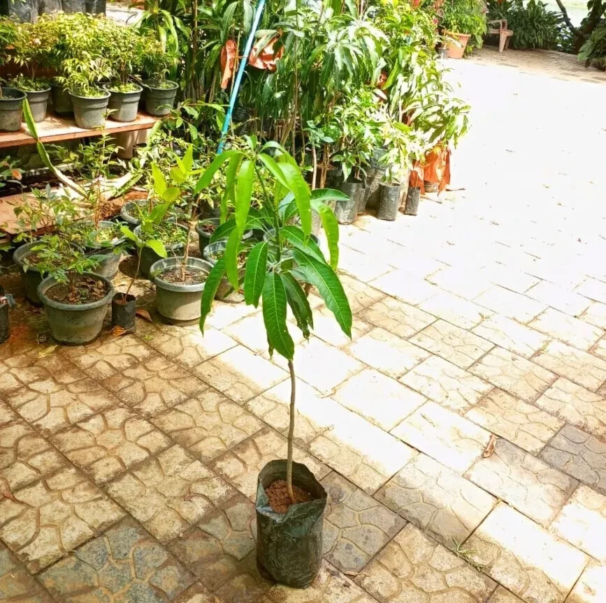 Miyazaki Mango Seeds / Manglifera / Red Apple Mango Seeds High ...