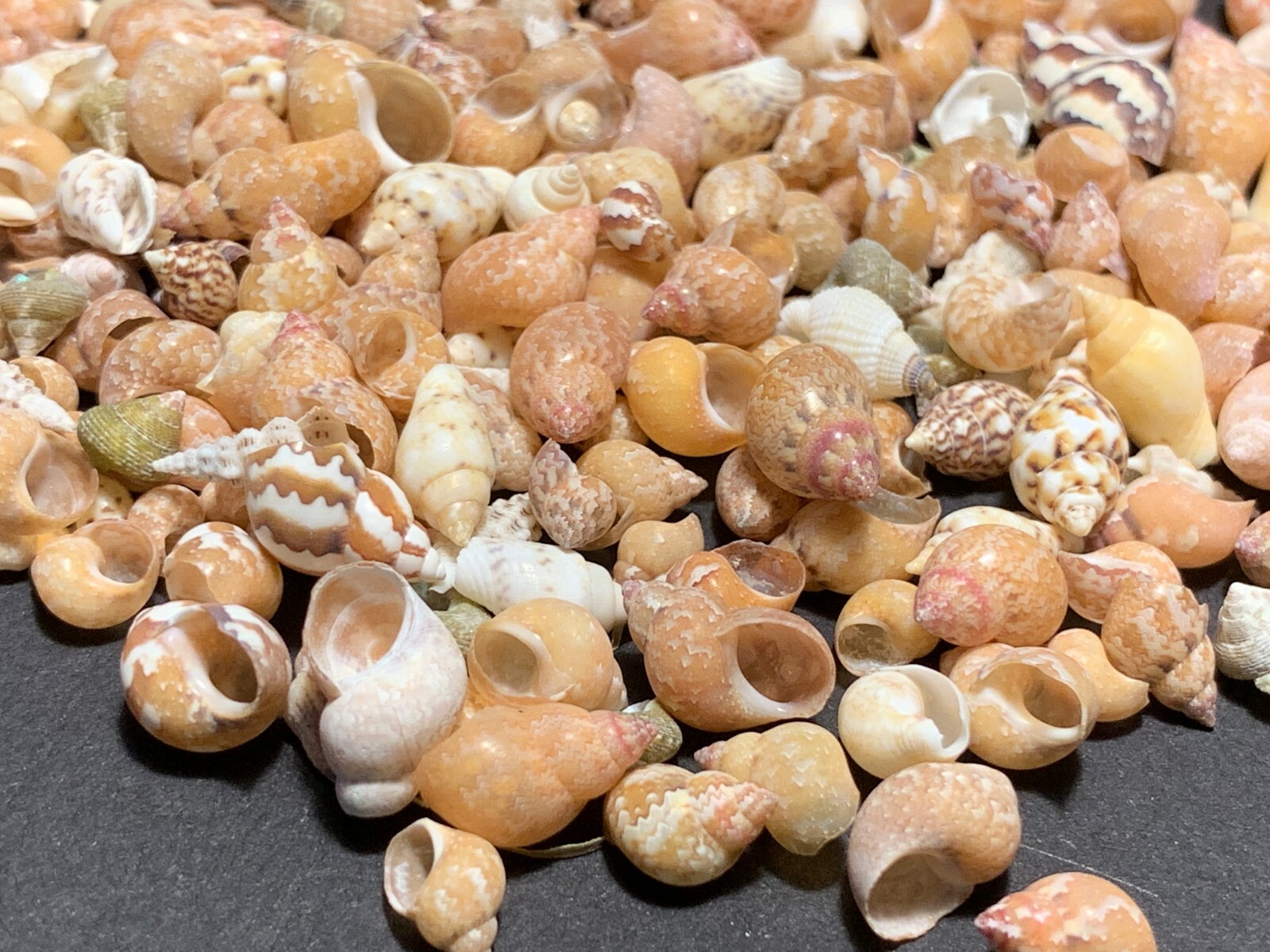 Beautiful Tiny Shell Mix Mini Seashells Crafts Shells Beach Decor | eBay