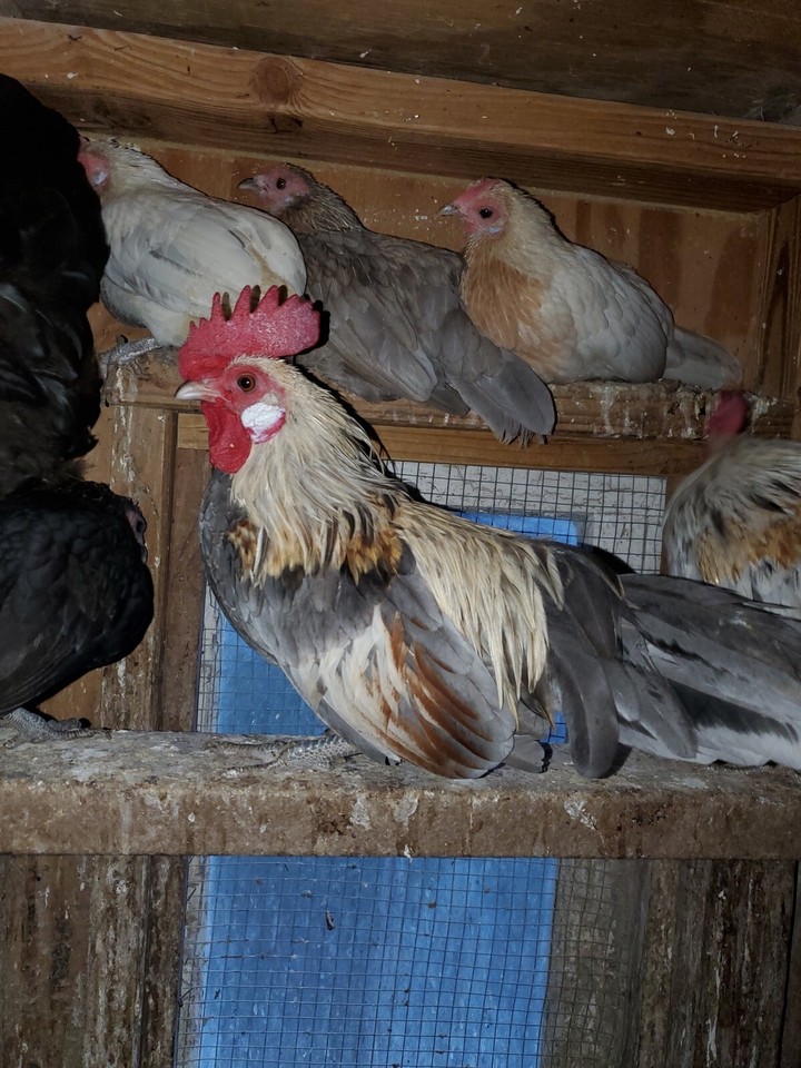 6+ Dutch Eggs from True Bantam hens chickens for hatching a variety of ...