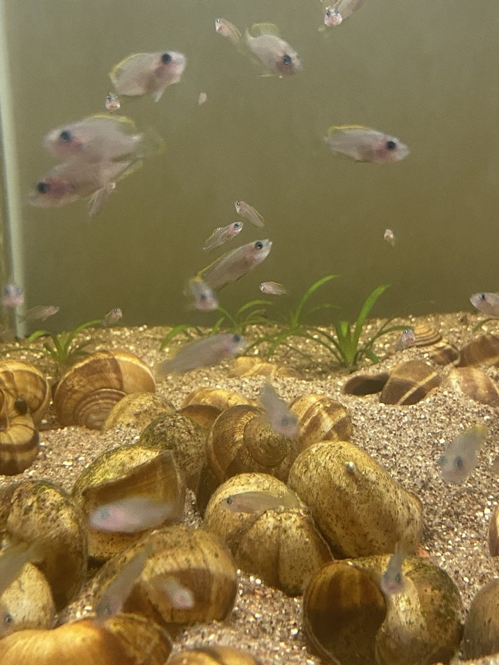 5-Pack Neolamprologus Multifasciatus - Multi Shell Dweller Lake ...