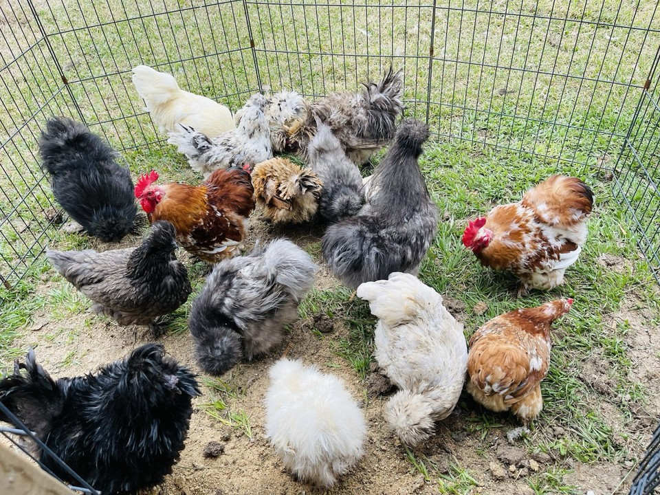 6+ Silkie/Cochin Hatching Eggs Hens Satin/Frizzle/Fun Project Pen ...