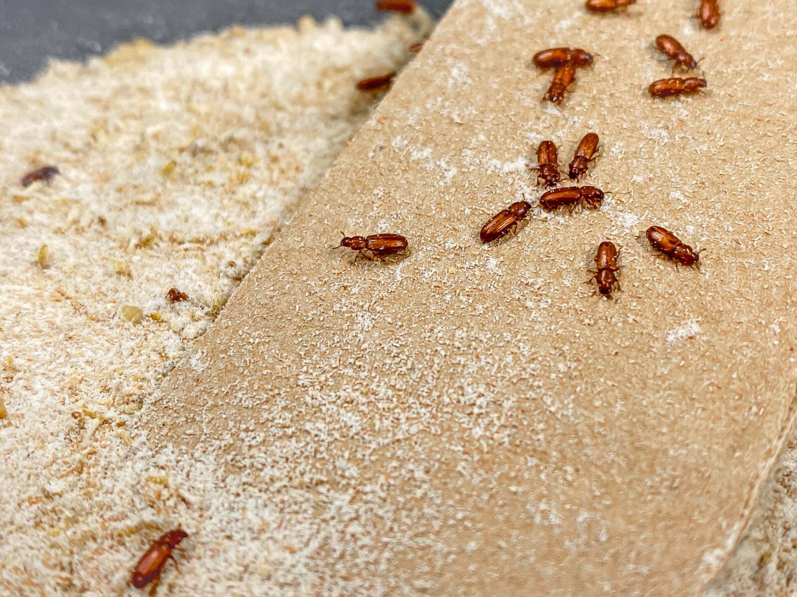 Rice Flour Beetle 100+ (Tribolium confusum) Fruit Fly Pinhead ...