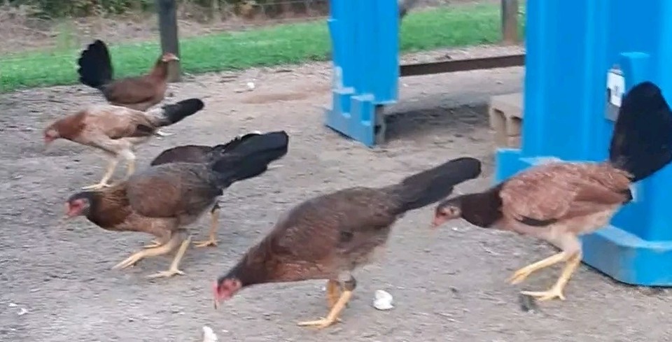 10 Pure Cardinal Club Kelso Gamefowl Chicken Hatching Eggs. | eBay