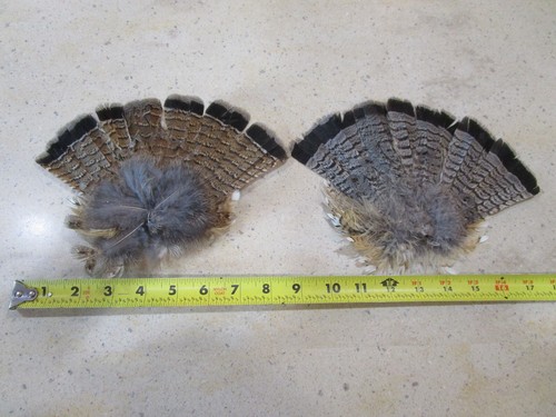 Ruffed Grouse Tail Fan (Grey & Copper Phase) | eBay