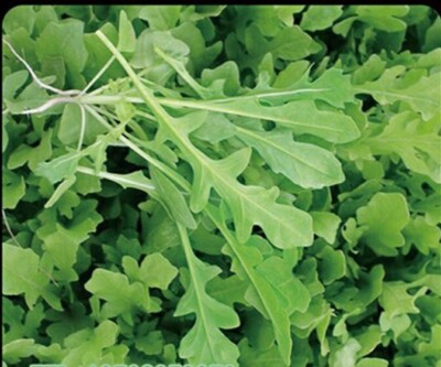 Wild Rocket/ Arugula 400 Seeds Fast Growing Home Garden Salad | eBay ...