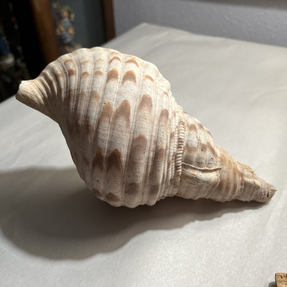 Giant Charonia tritonis Triton trumpet sea shell shells conch 8 In Long ...