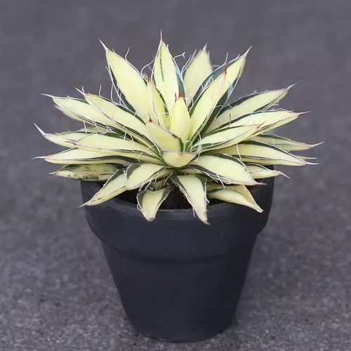 5CM Succulent Agave Plant Agave Filifera V.Compacta Yellow Variegated ...