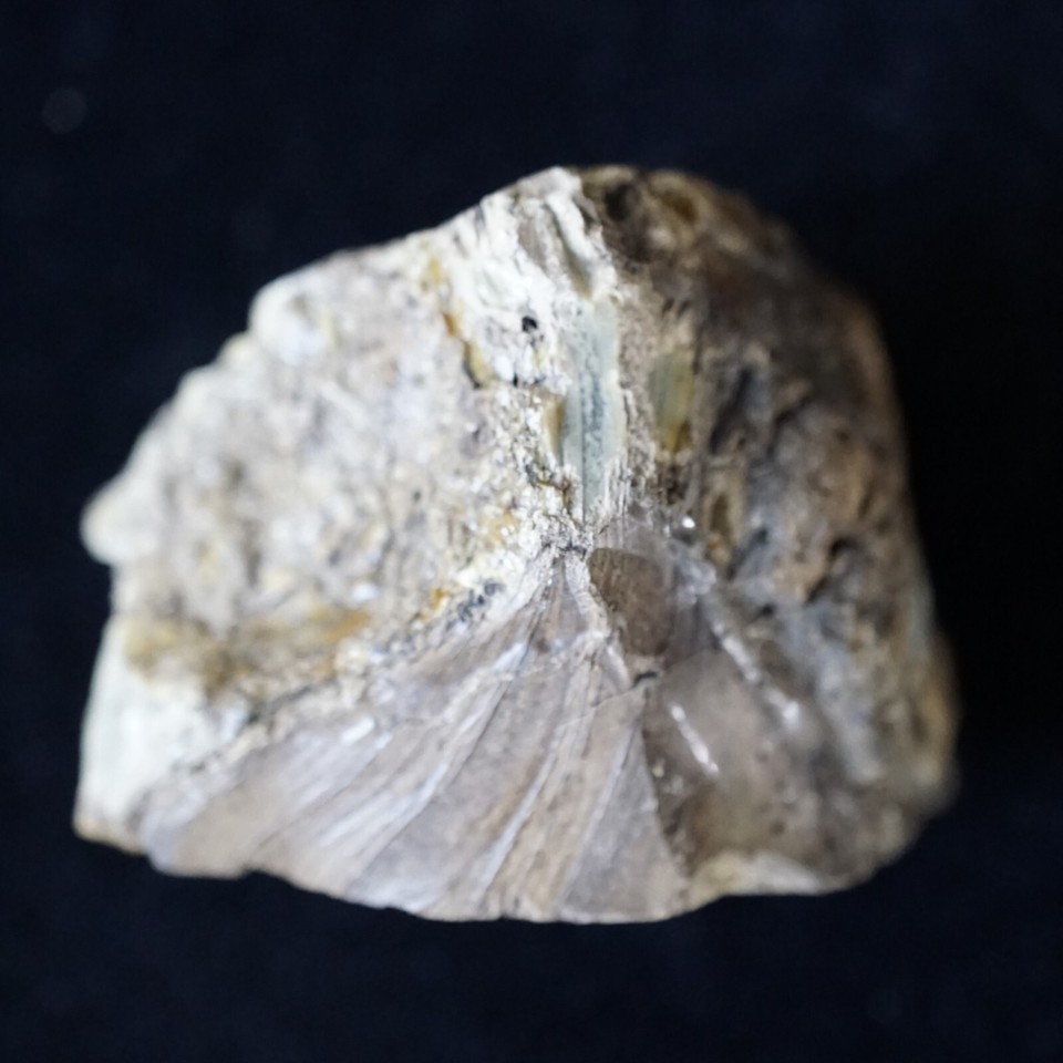 AMBER from Indonesia Mio/Pliocene fossilized tree resin/sap miniature ...