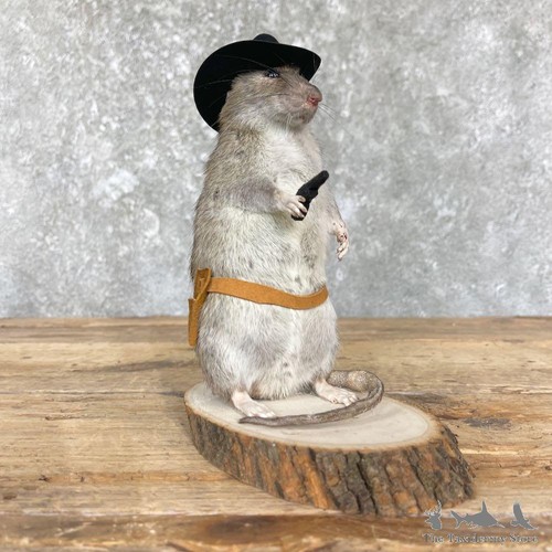 #26414 P | Cowboy Rat Novelty Taxidermy Mount For Sale | eBay