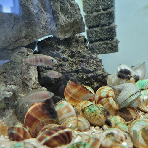 6 Juvenile - Neolamprologus Multifasciatus (Multies) - Shell Dweller ...