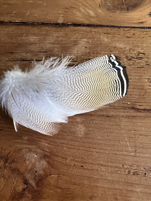 Wood Duck Secondary Wing Feathers Wood Duck | Mallard, Waterfowl,