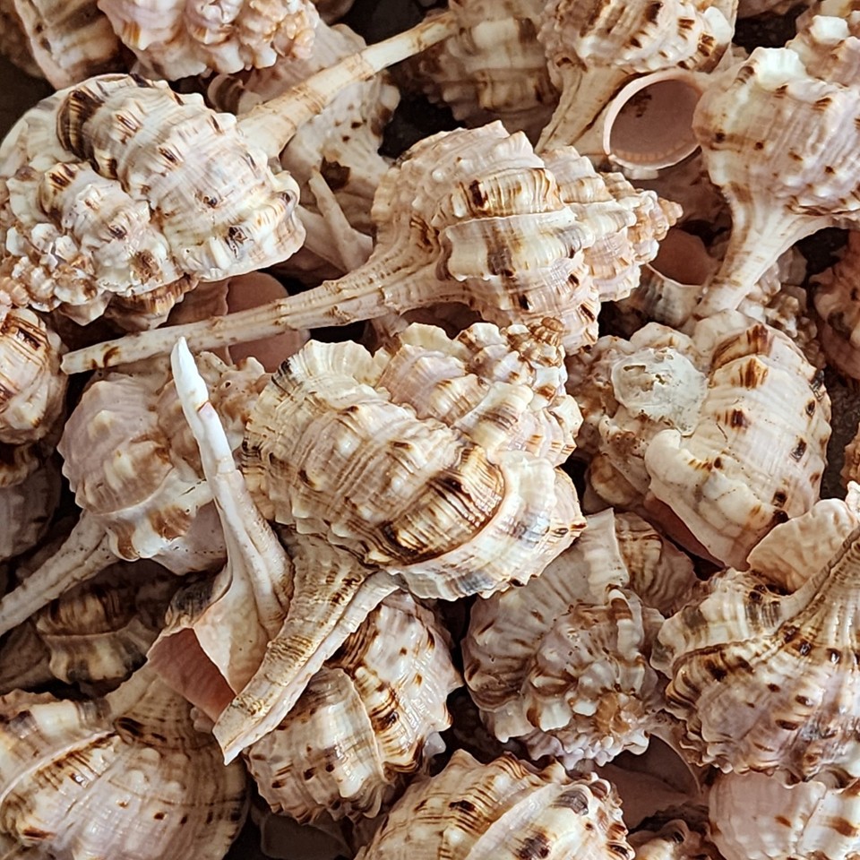 10pc Murex Haustellum Shells - Craft Shells - Bulk Shells - Wholesale ...