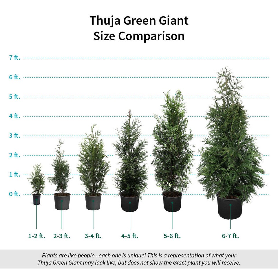 Thuja Green Giant Tree Outdoor Evergreen Live Plant Potted 4-5 Feet ...