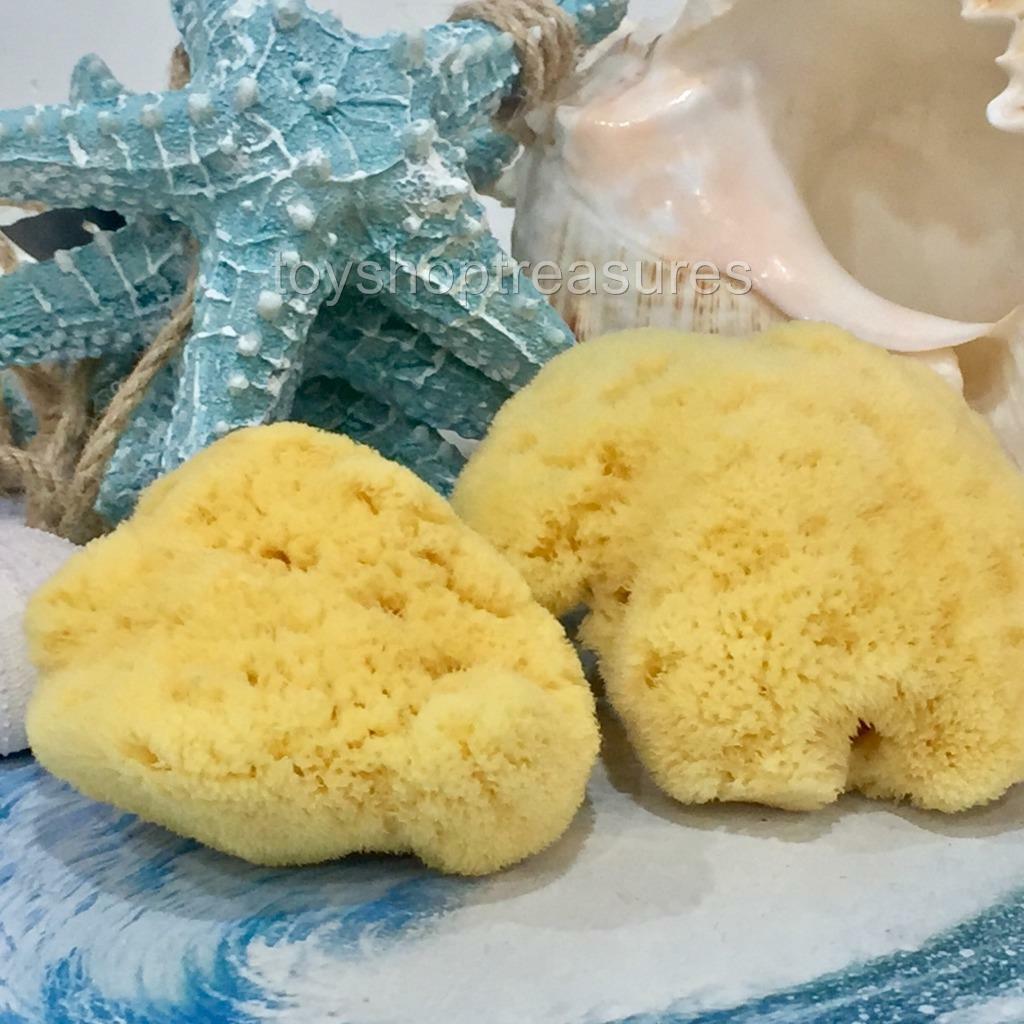 Natural Mediterranean Sea Sponge from Greece - Bath Shower Make up ...