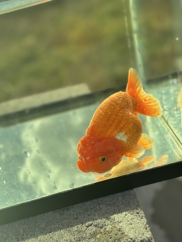 Grade AAA Ranchu 5” - High Quality - (Please Read Description) | eBay