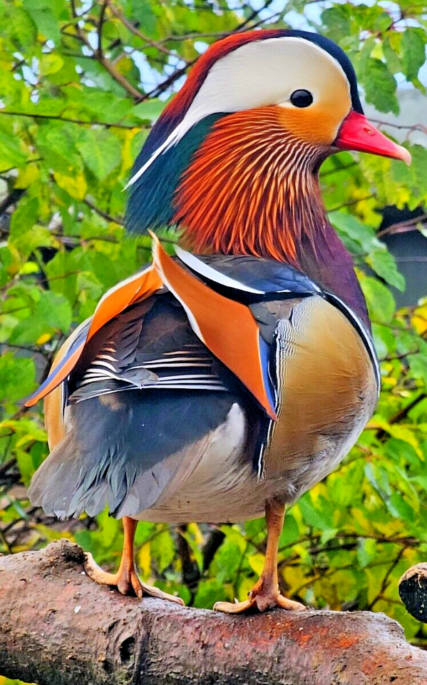 1 Regular SPLIT TO WHITE SINGLES Exotic Mandarin Duck Hatching Eggs ...
