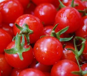 Tomato Window Box Globe 20 seeds | eBay