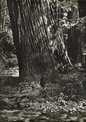 1960s Vintage WYNN BULLOCK Redwood Tree Giant Trunk Sequoia Wood Photo ...