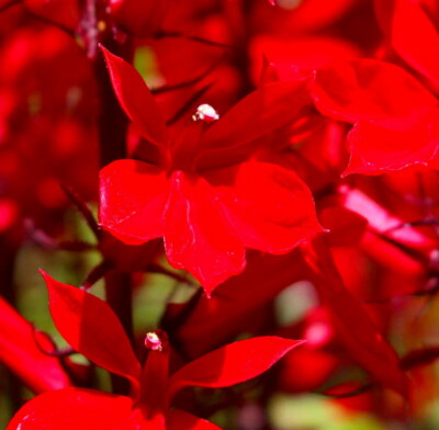 Vulcan Red Cardinal Perennial Live Plant - Lobelia - Very Hardy - Quart ...